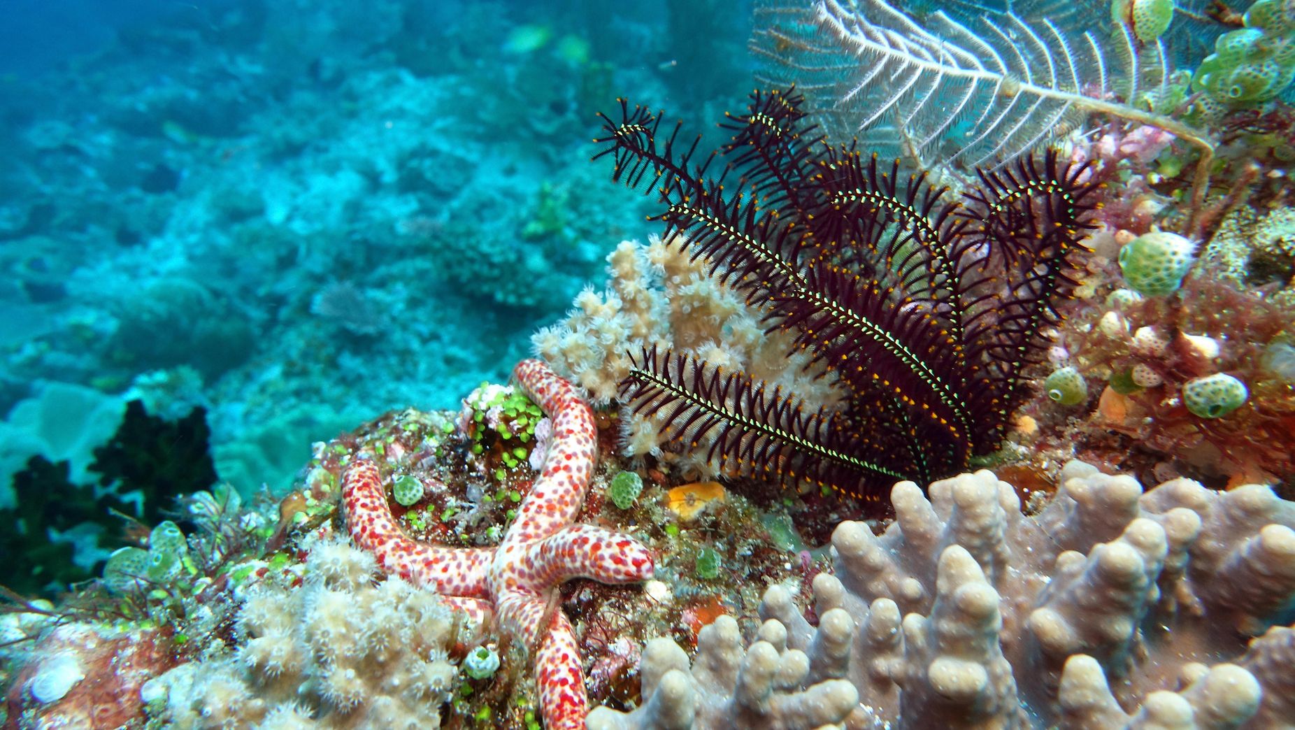 Deutscher Bundestag - Erhaltung und nachhaltige Nutzung der ...